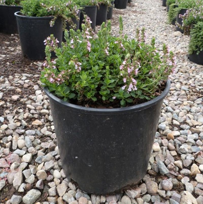 Germander - Edgewater Pools - Las Vegas - Custom Pools - Landscaping ...