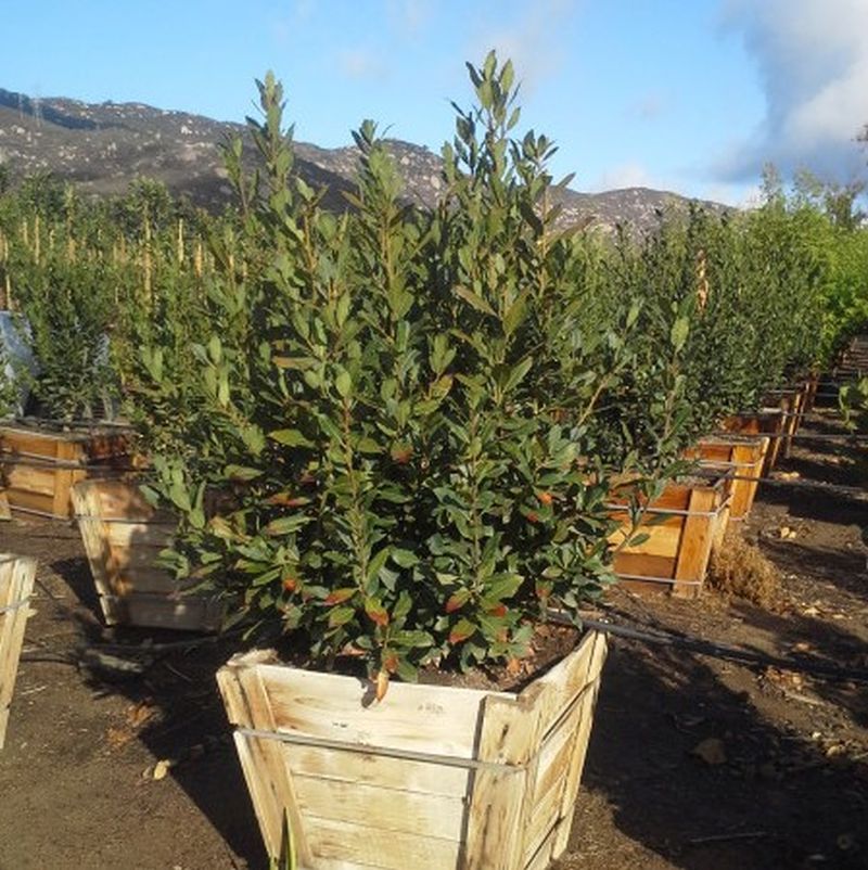 Sweet Bay Laurel - Edgewater Pools - Las Vegas - Custom Pools ...