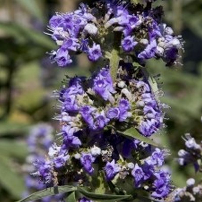 Chaste Tree - Edgewater Pools - Las Vegas - Custom Pools - Landscaping ...