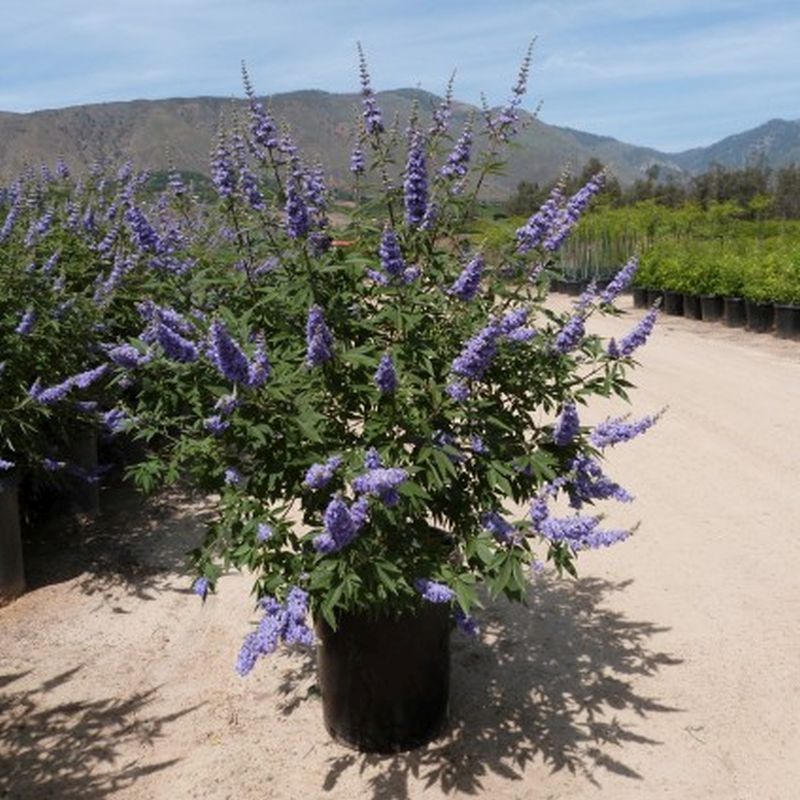 Chaste Tree - Edgewater Pools - Las Vegas - Custom Pools - Landscaping ...