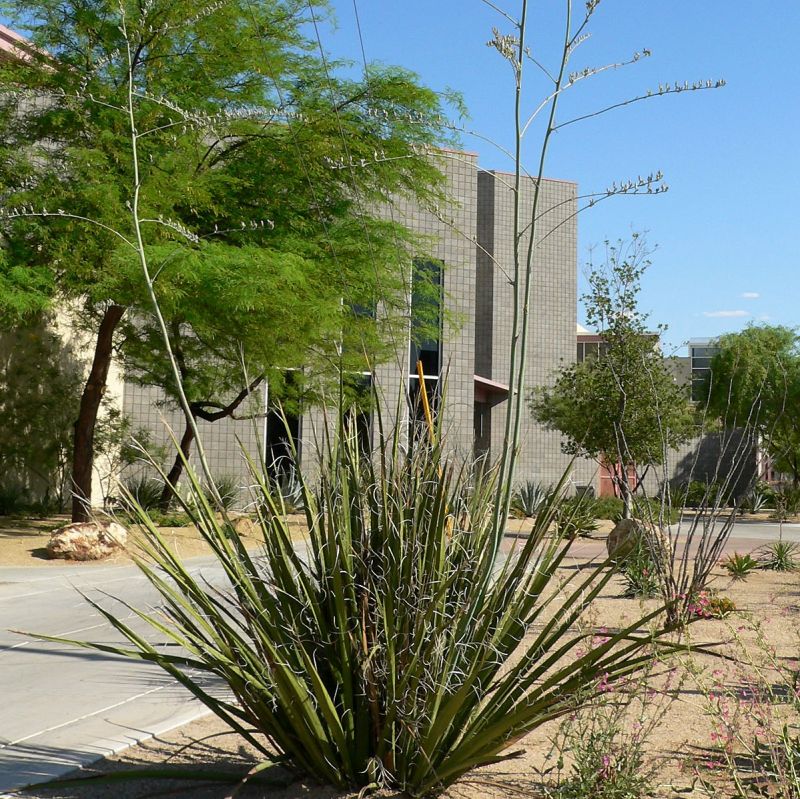 Giant Swordflower - Edgewater Pools - Las Vegas - Custom Pools ...