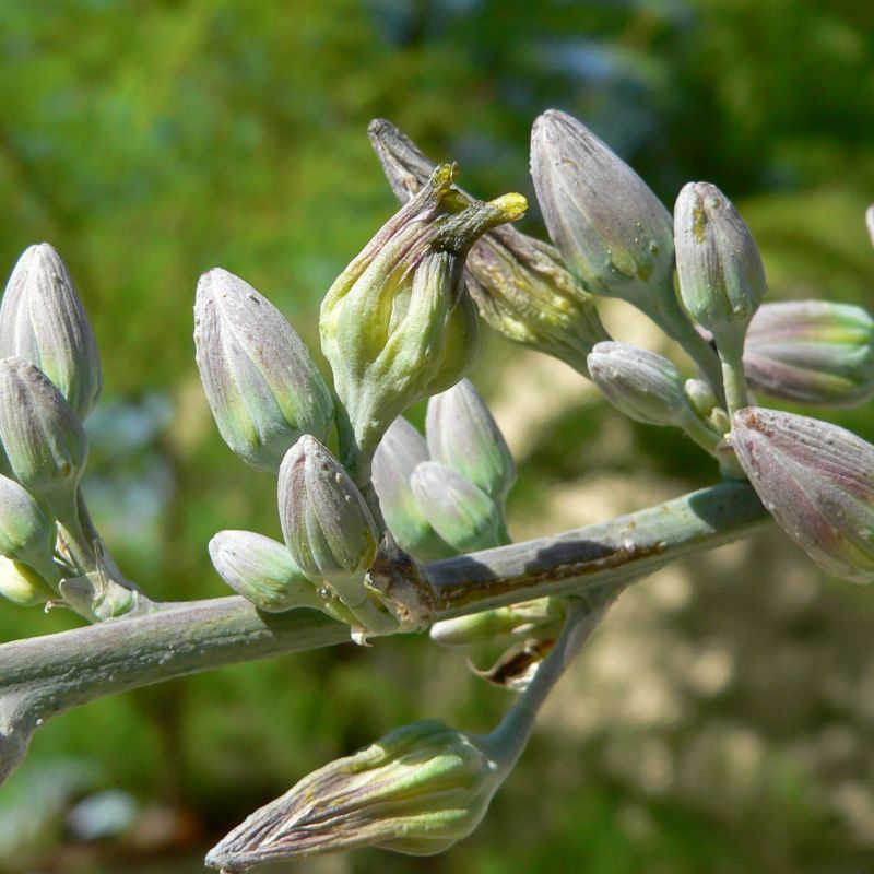 Giant Swordflower - Edgewater Pools - Las Vegas - Custom Pools ...