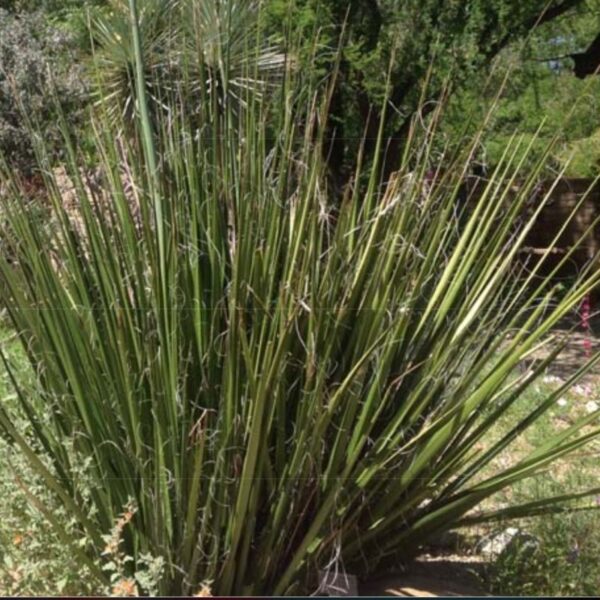 Giant Swordflower - Edgewater Pools - Las Vegas - Custom Pools ...