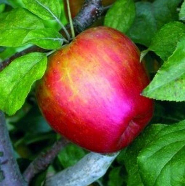 **Honey Crisp Apple - Edgewater Pools - Las Vegas - Custom Pools ...