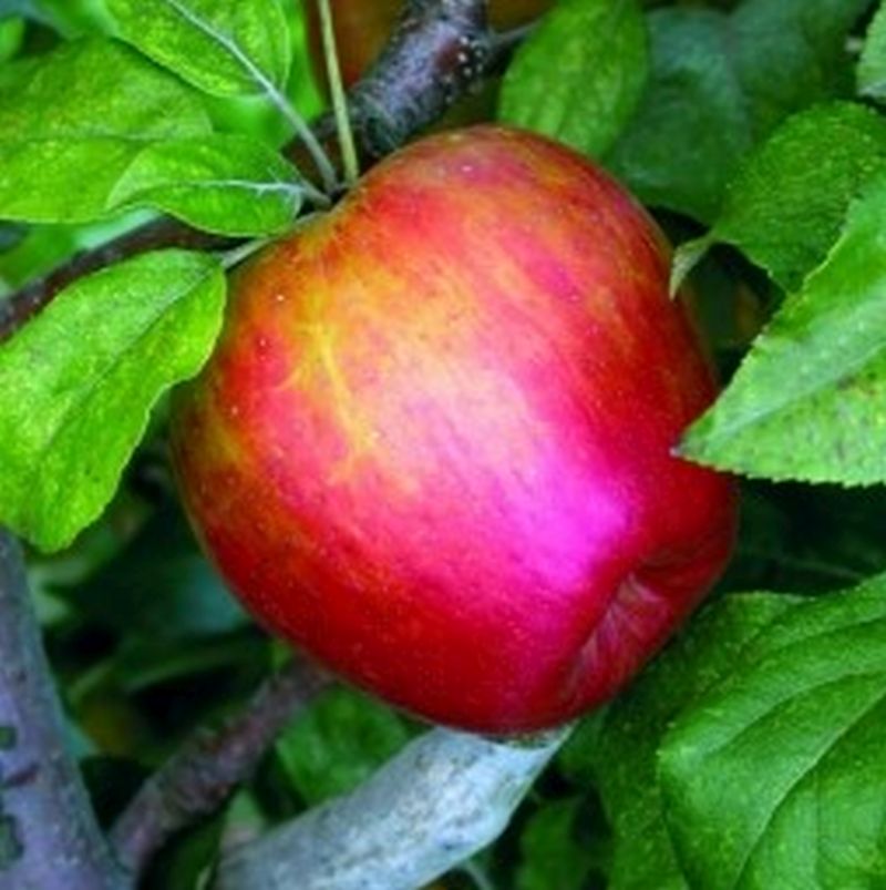 **Honey Crisp Apple - Edgewater Pools - Las Vegas - Custom Pools ...