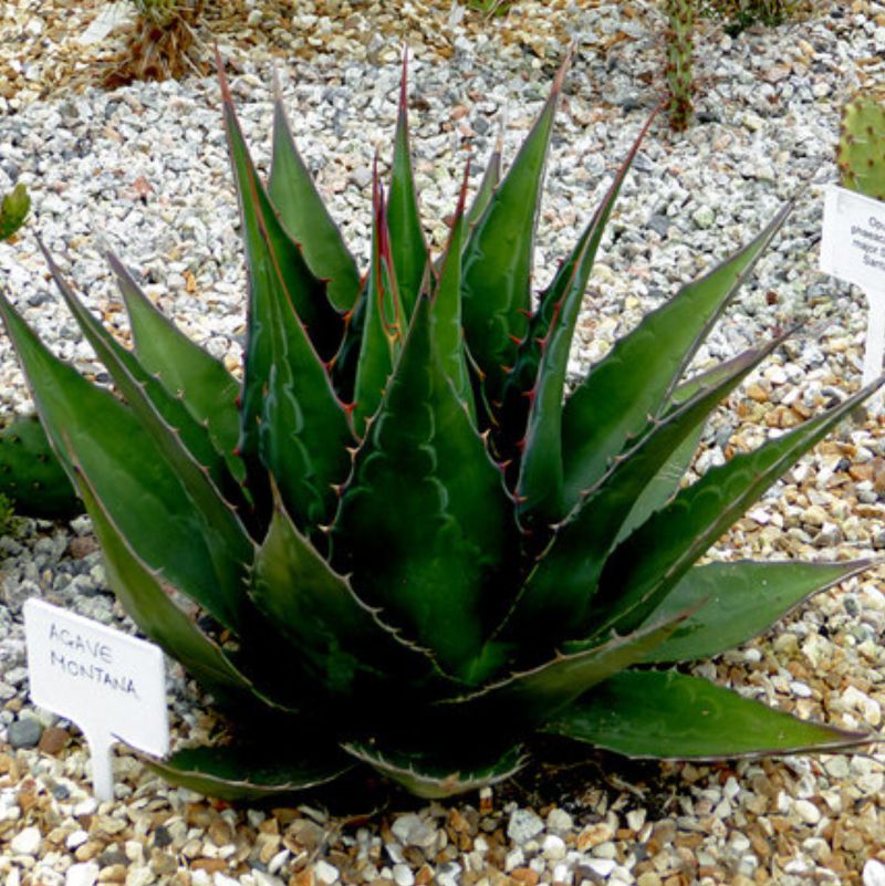 *Mountain Agave - Edgewater Pools - Las Vegas - Custom Pools ...