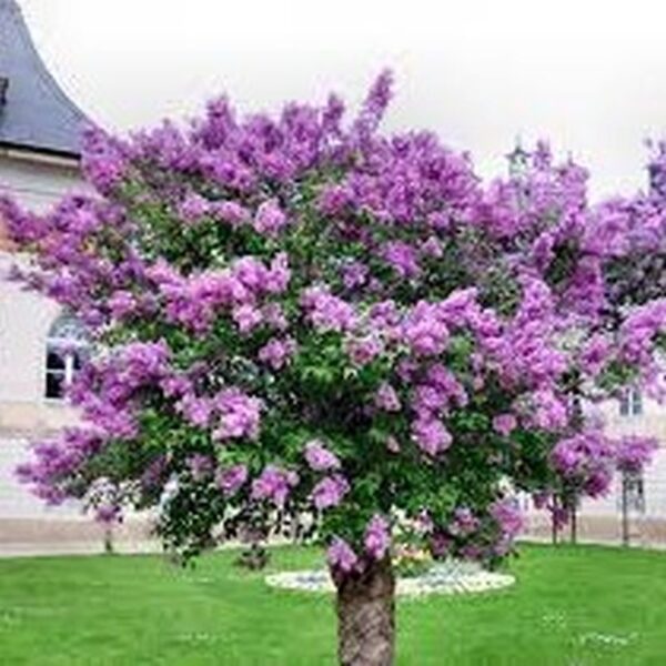 Muskogee Lavender Crape Myrtle Tree - Edgewater Pools - Las Vegas ...