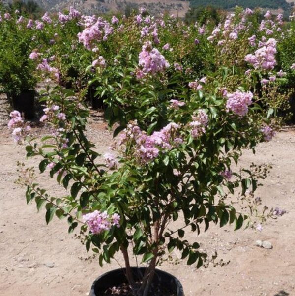 Muskogee Lavender Crape Myrtle Tree - Edgewater Pools - Las Vegas ...