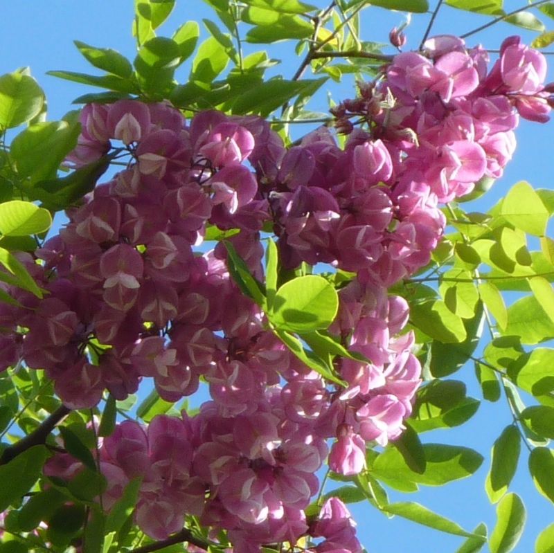 Purple Robe Locust - Edgewater Pools - Las Vegas - Custom Pools ...