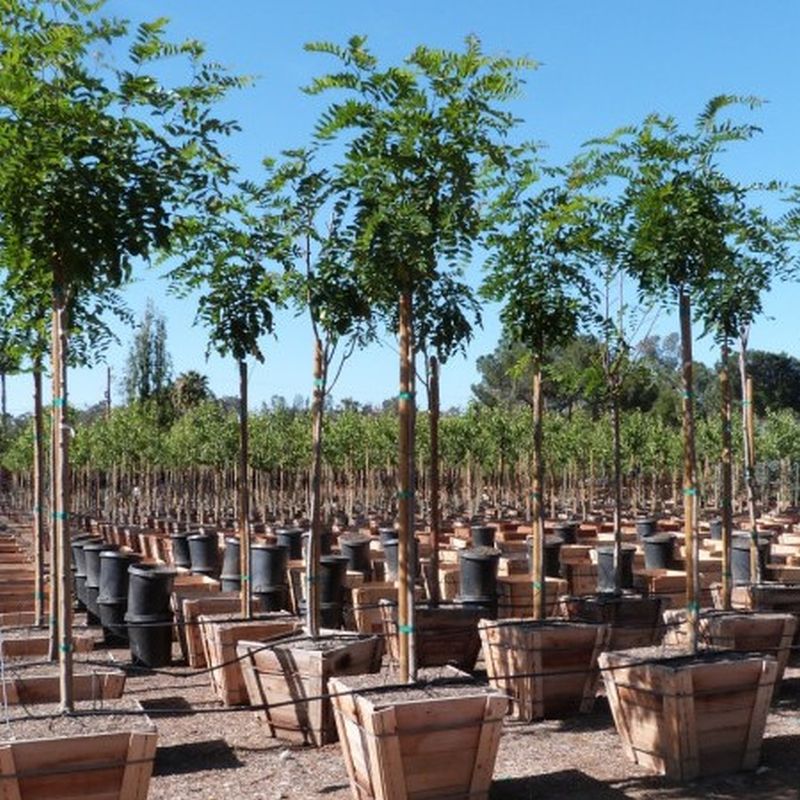 Purple Robe Locust - Edgewater Pools - Las Vegas - Custom Pools ...