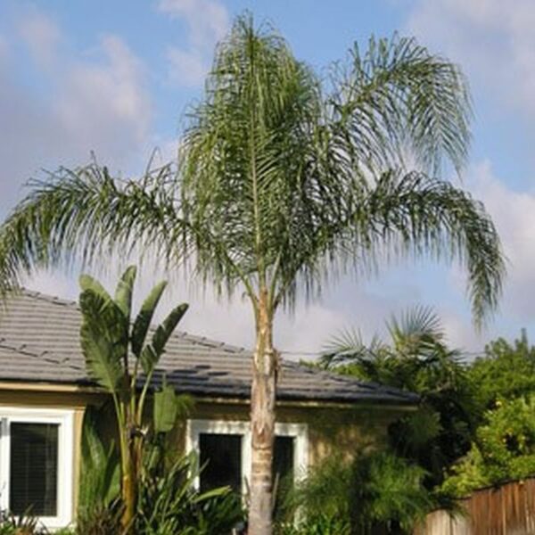 Queen Palm - Edgewater Pools - Las Vegas - Custom Pools - Landscaping ...